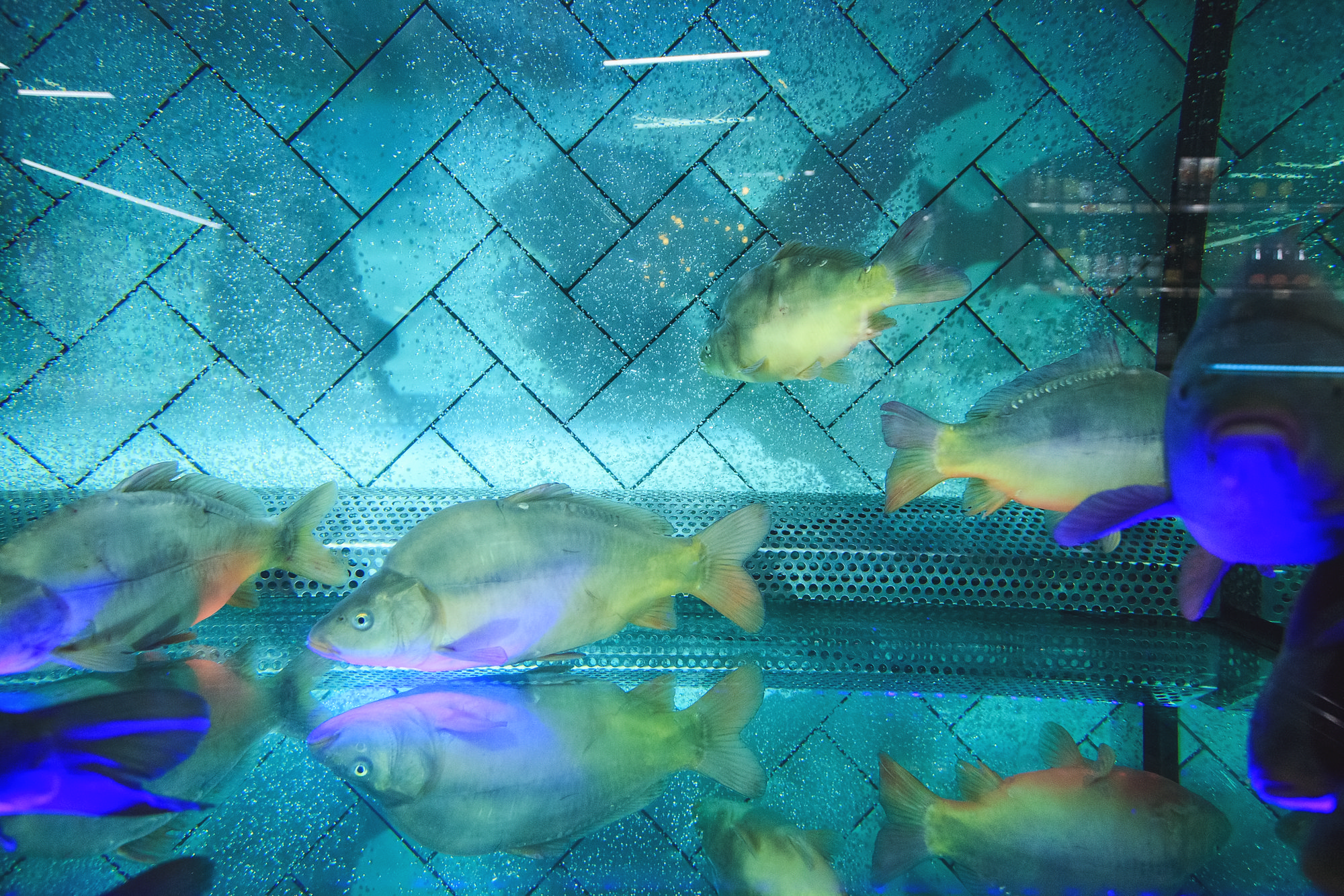 Стейки, омары и 25 видов бургеров: первый SPAR Fish VS Meat* открылся в ...